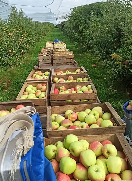 Les vergers du Grand Murat, verger situé à Bénévent l'Abbaye (23)